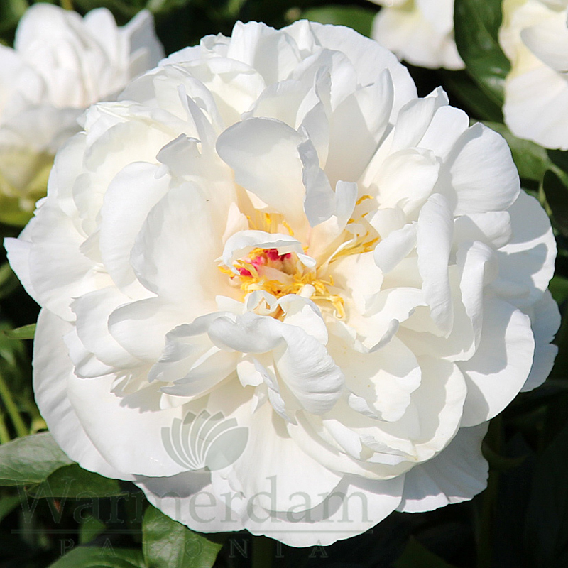 https://d2imf68kp2e9h.cloudfront.net/images/Elizabeth Sweeting.jpg