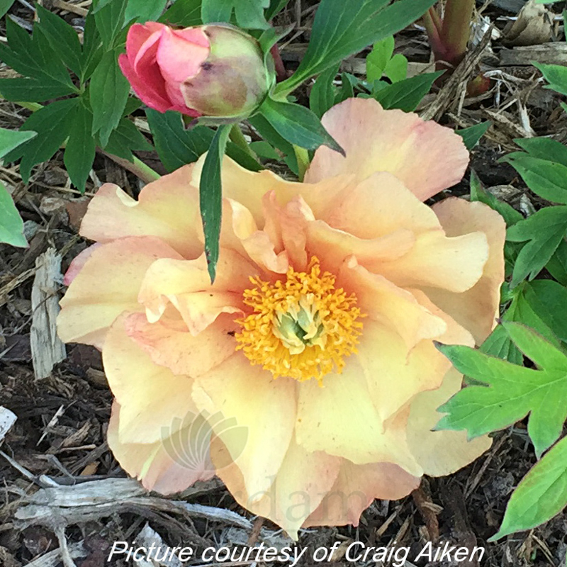 https://d2imf68kp2e9h.cloudfront.net/images/Mock Orange Yellow 1.jpg