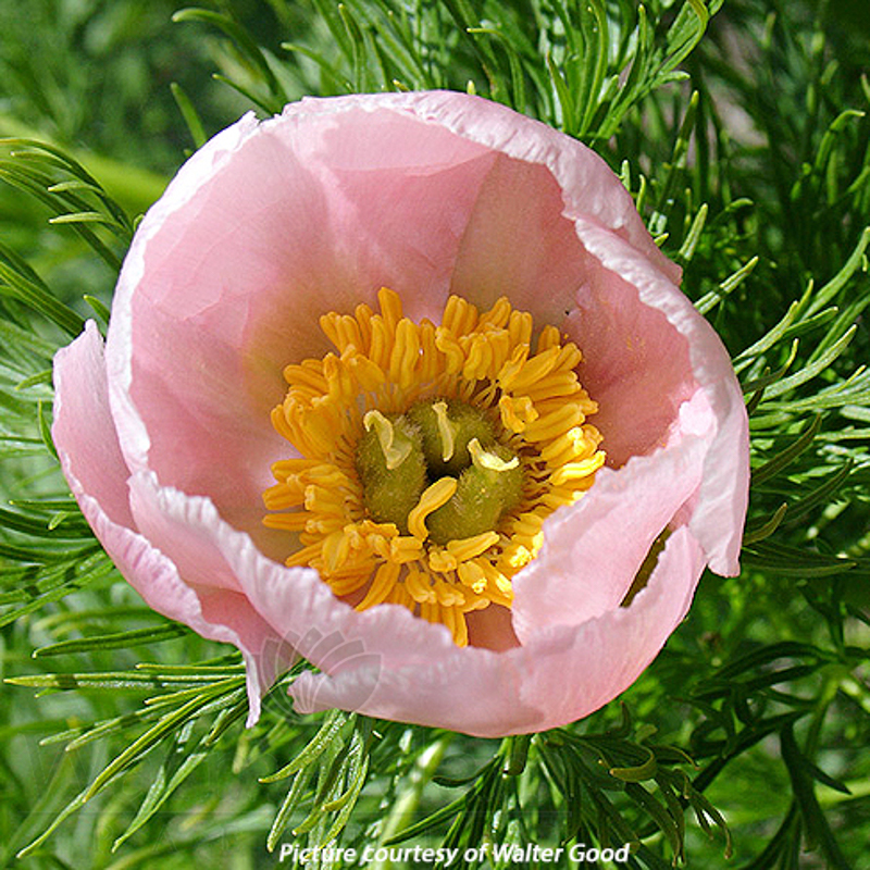 https://d2imf68kp2e9h.cloudfront.net/images/P_tenuifolia Rosea 6.jpg