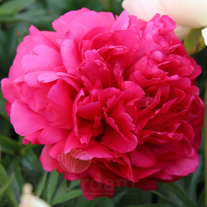 https://d2imf68kp2e9h.cloudfront.net/images/Raspberry Charm 1.jpg