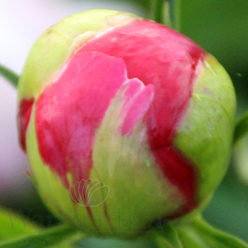 https://d2imf68kp2e9h.cloudfront.net/images/Raspberry Charm 5.jpg