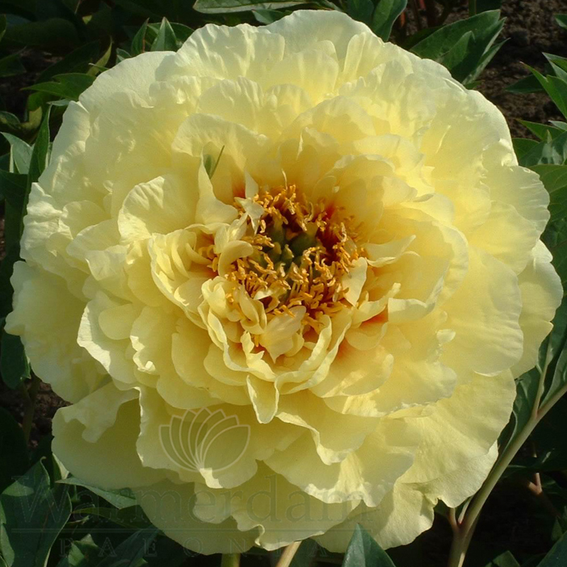 https://d2imf68kp2e9h.cloudfront.net/images/Yellow Crown 1.jpg