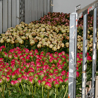 We have now started cutting our peony flowers. Starting this week, we ...