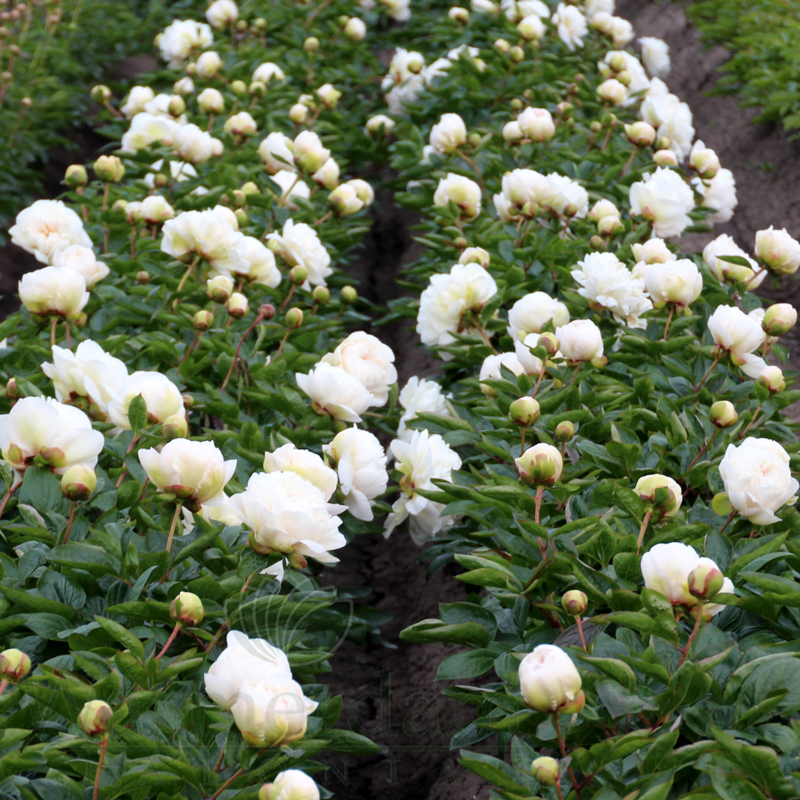 https://d2imf68kp2e9h.cloudfront.net/images/cut-flowers/GL07.jpg