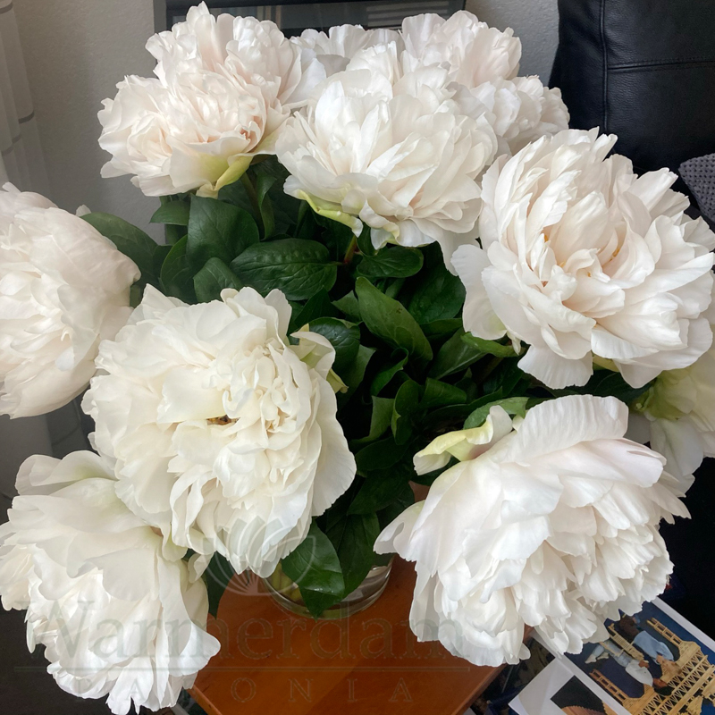 https://d2imf68kp2e9h.cloudfront.net/images/cut-flowers/GL10.jpg