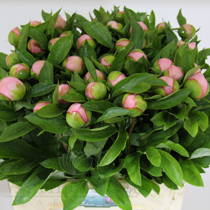 https://d2imf68kp2e9h.cloudfront.net/images/cut-flowers/SSSt02.jpg